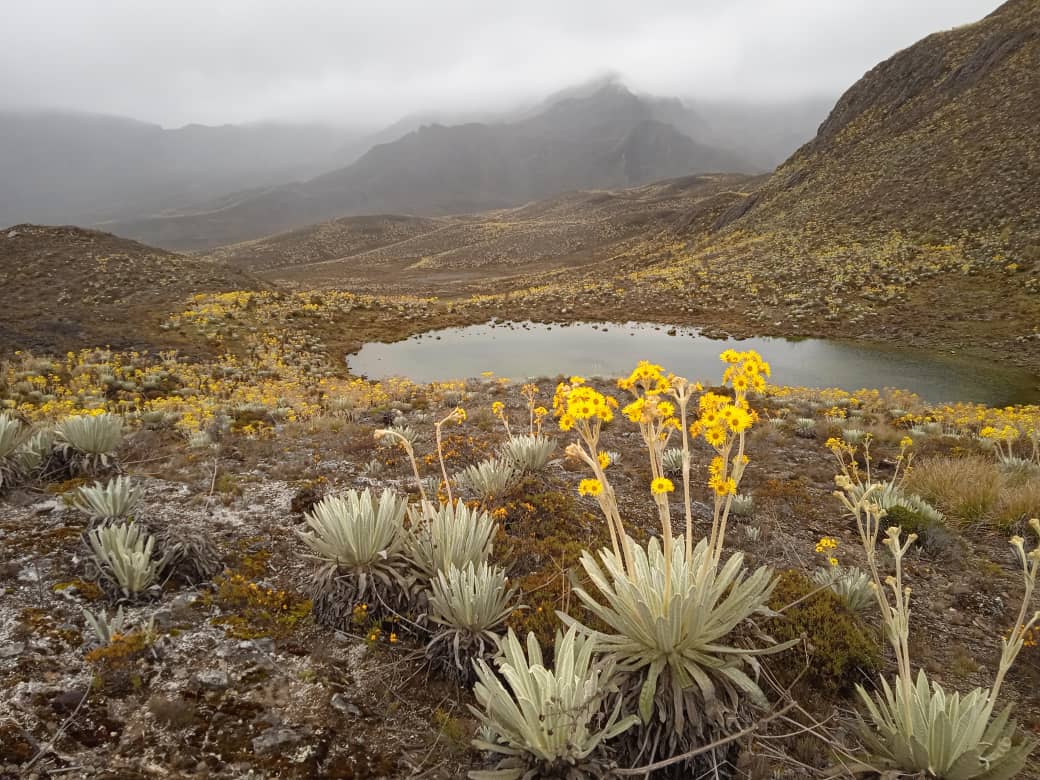 Sierra Nevada de Mérida – Páramo de Gavidia – Red GLORIA – Andes